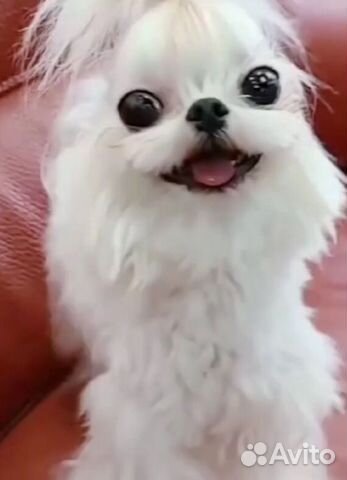 Мальтийская болонка mini