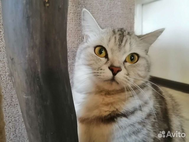 Шотландская прямоухая кошка