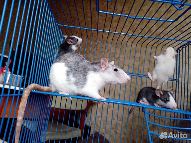 Домашние крыски