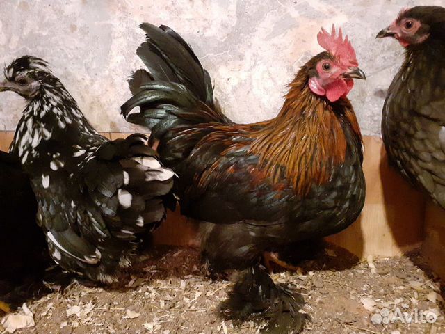 Мини петушки