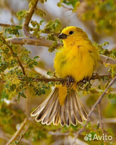 Золотистый воробей