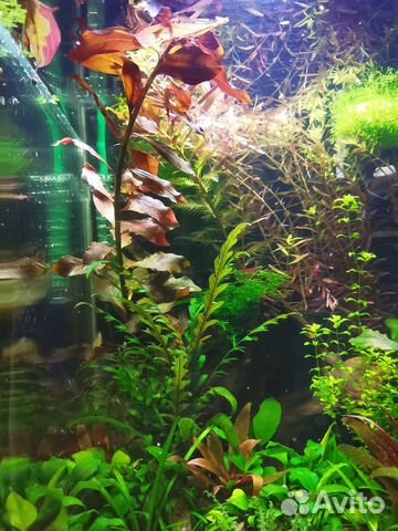 Аквариумные растения прополка
