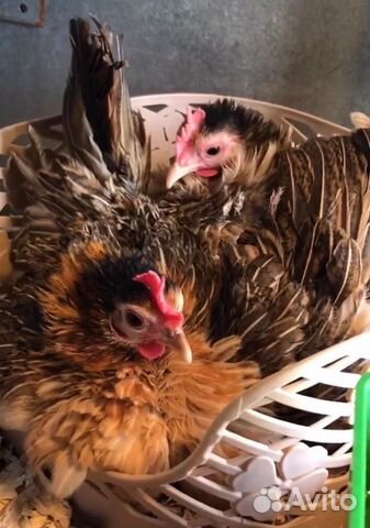 Малазийская Серама - семьи