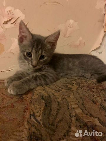 Котята в добрые руки. Мини-тигрята со Славянского