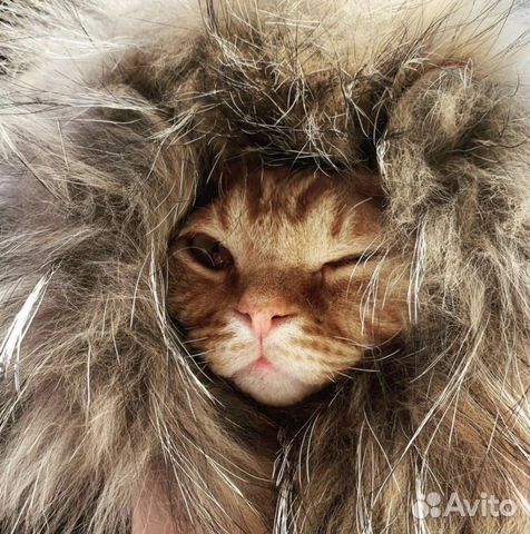 Котята -тигрята из Игоры