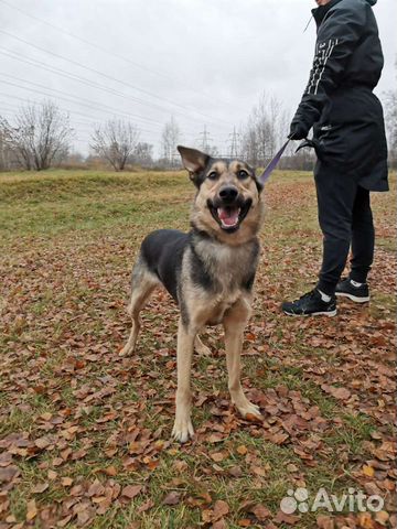 Собака-малышка из приюта в добрые руки