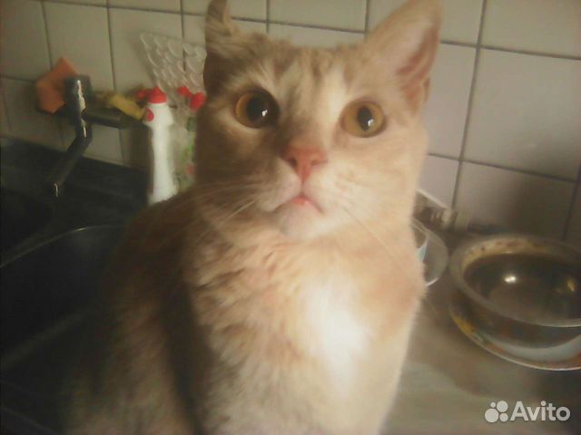 Кошечка Кирюша очень просится в добрый дом