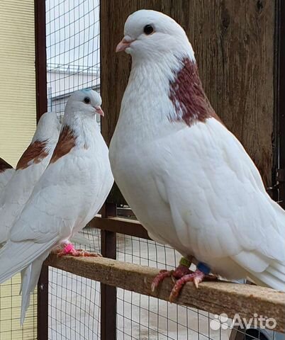 Ижевские голуби
