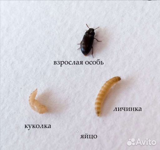 Лечебный Золотой жук знахарь