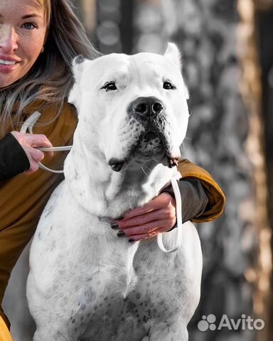 Аргентинский дог щенки