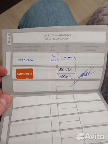 Померанский шпиц