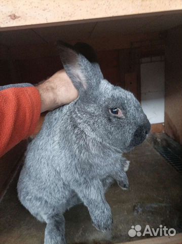 Крол Серебро