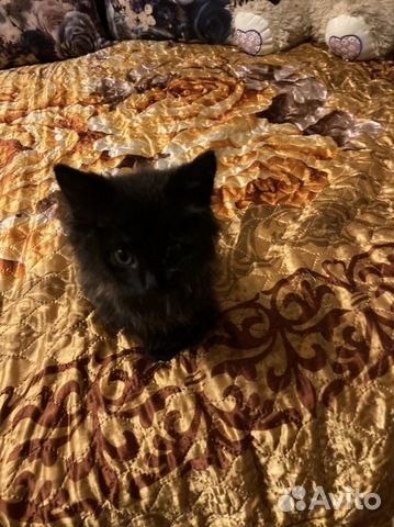 Кошка