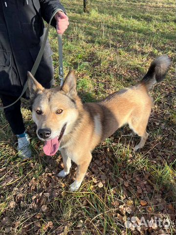 Красивая собакая в добрые руки