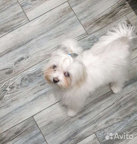 Щенки мальтезе