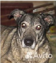 Не стало хозяйки, домашняя собака 6 лет