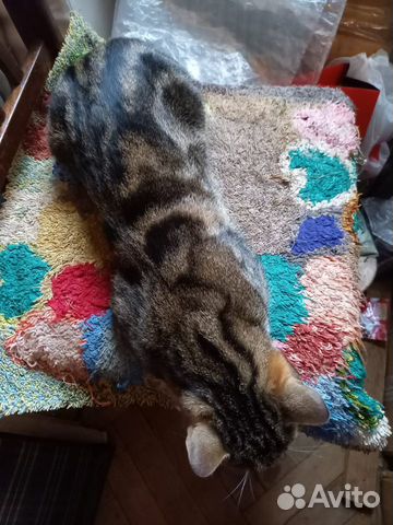 Марсель котенок 7 мес