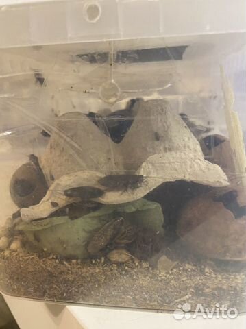 Кормовые тараканы ферма