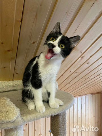 Котёнок Афина ищет дом