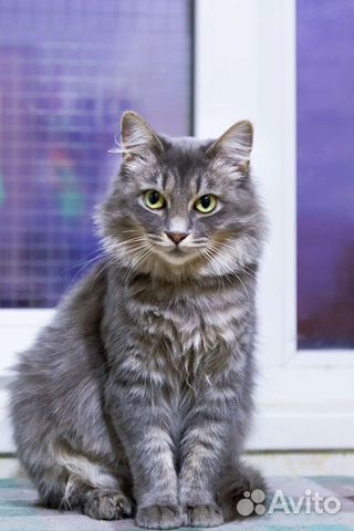 Кошка Лада 2 года