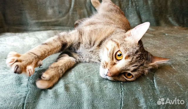 Метисочка абиссинской 10 мес в дар