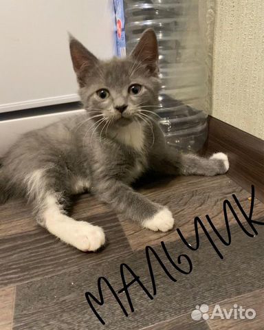 Супер котята в добрые руки
