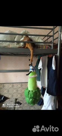 Кошка Абиссинская ищет жениха