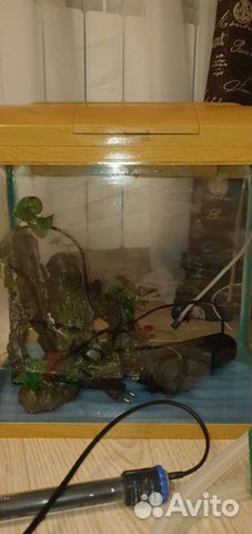 Аквариум