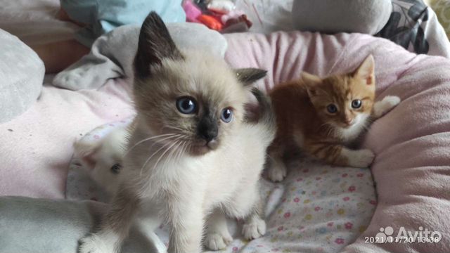 Сиамский котенок