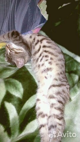 Малыш Кузя ждет любящее сердце