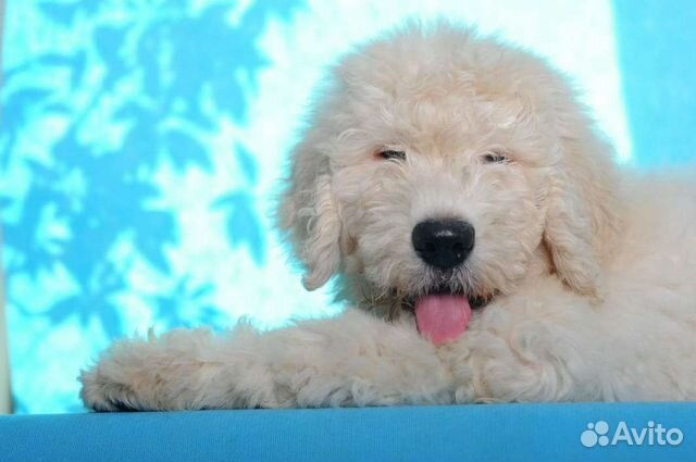 Комондора щенки