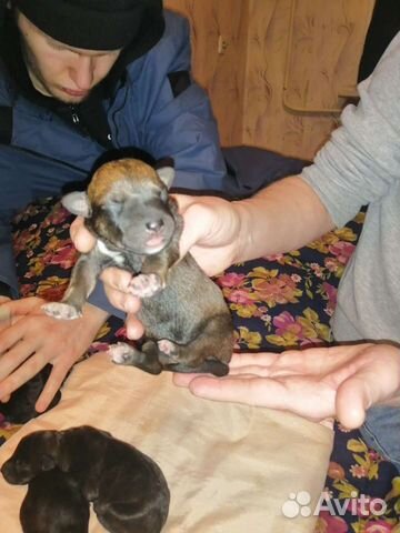 Стаффордширский терьер