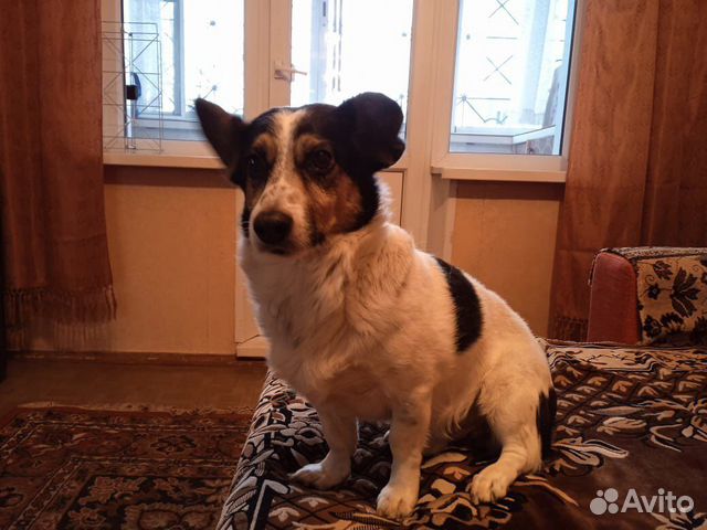 Тобик ищет дом