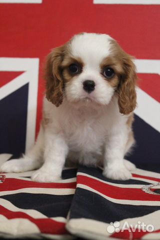 Кавалер Кинг Чарльз Спаниель девочка