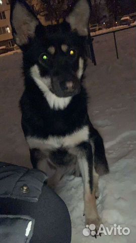 Восточноевропейская овчарка (помесь)