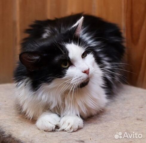 Кошка Рина ищет дом