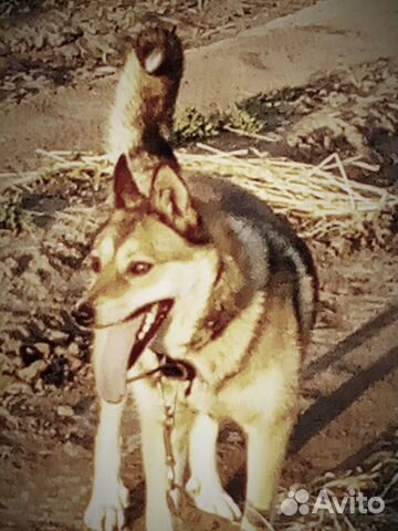 Западно сибирская лайка