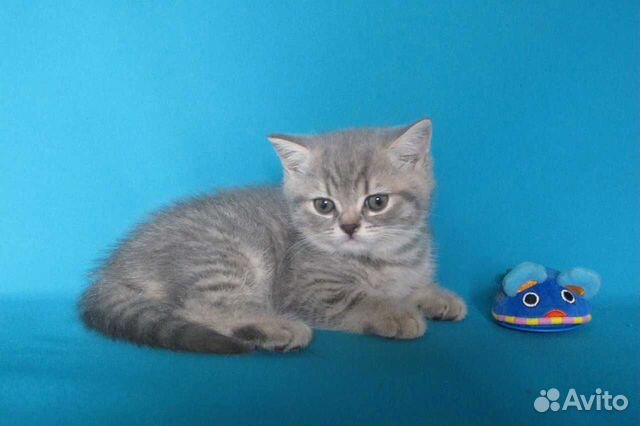 Клубный котик окраса вискас