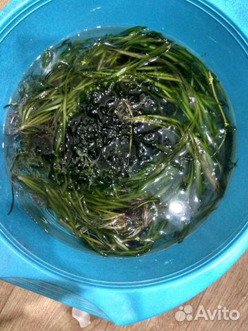 Растения в аквариум