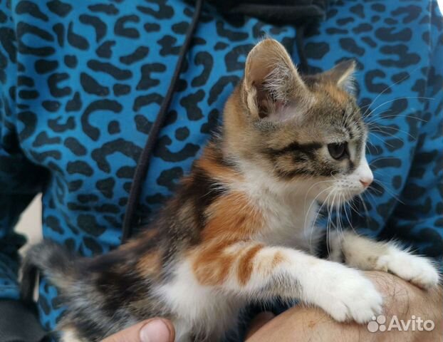 Ласковый трёхцветный котёнок