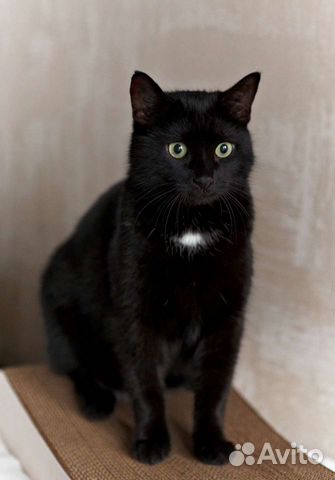 Кошке Алисе очень нужен человек