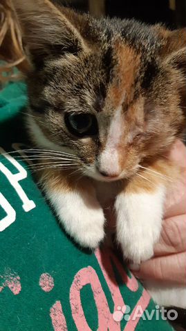 Котёнок девочка трёхцветная с одним глазиком