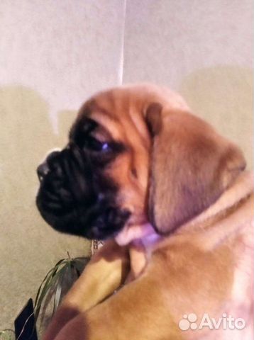 Резерв щенков немецкого боксера