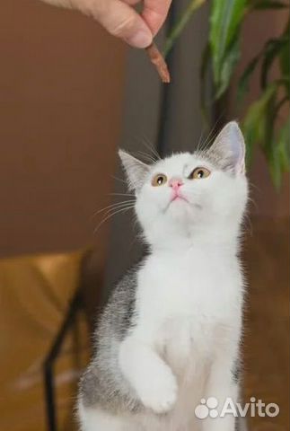 Молодой котик