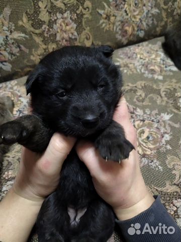 Милые щеночки, отличный друг и защитник, в добрые