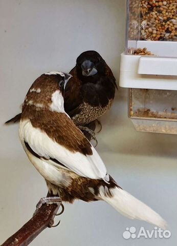 Японские амадины