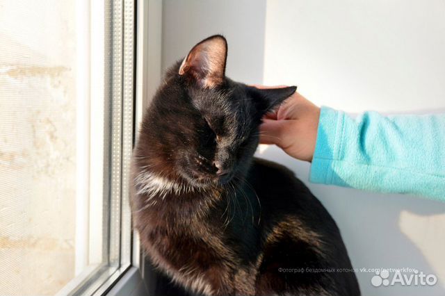 Несчастный мальчик Шуня 6 мес ищет передержку дом