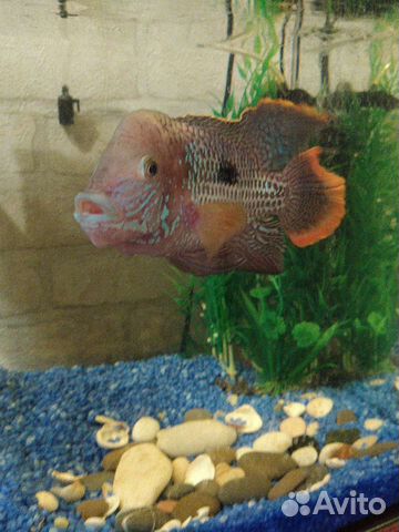 Рыбка Цихлид