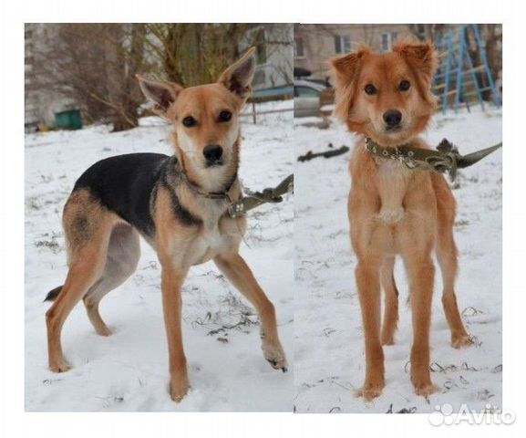Отдам молодых собачек. Стерильные