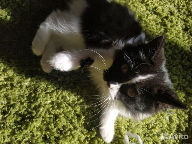 Очень пушистый котенок 2мес девочка